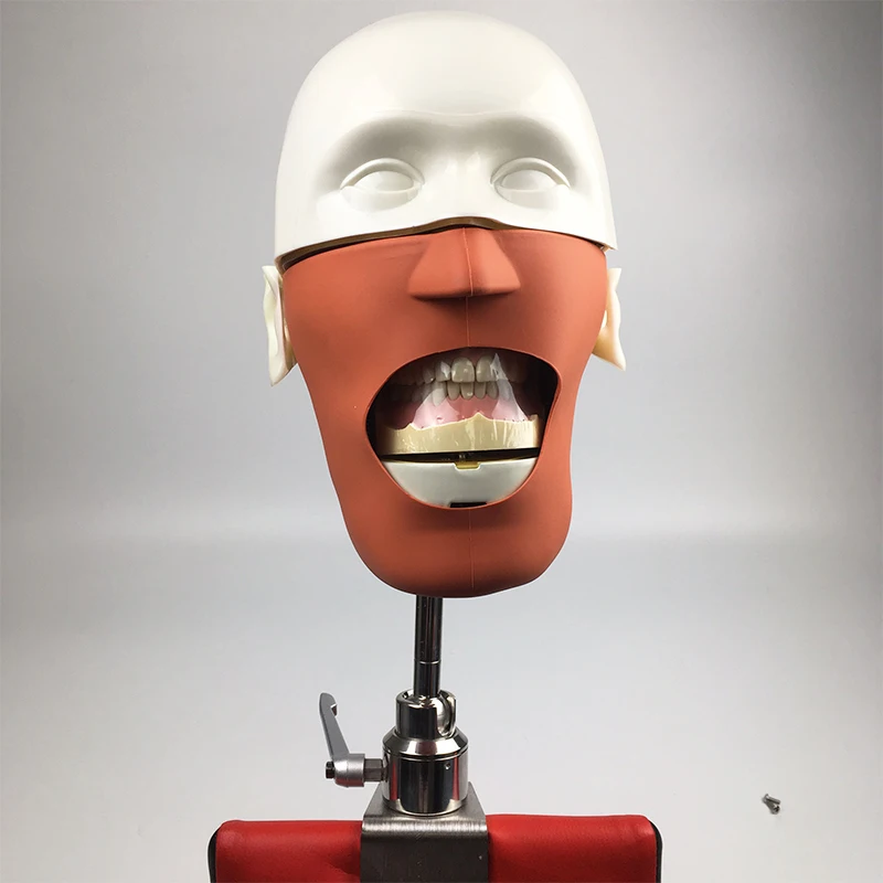 Oral Cavity Simulation Training Dental Phantom Head Model Nissin Dental ...