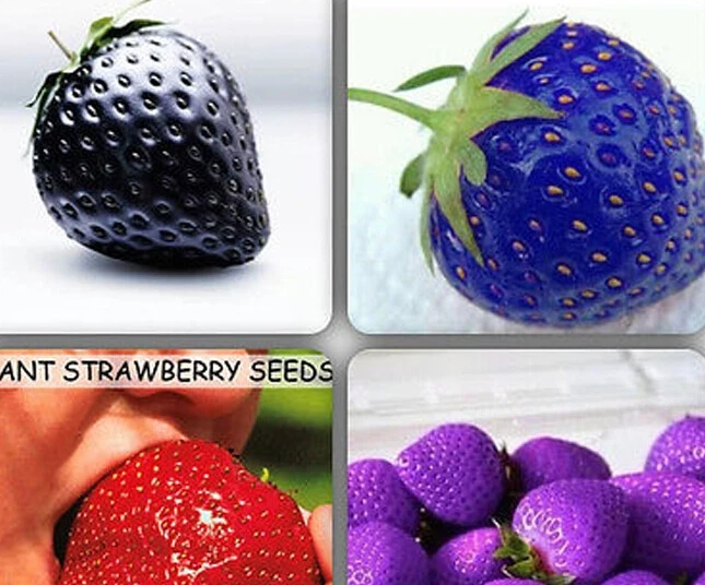 Blue Strawberries Real