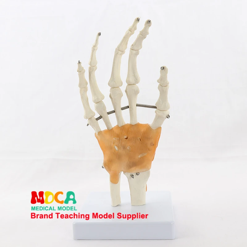 Flexible-hand-joint-model-hand-bone-model-wrist-joint-ligament-palm ...