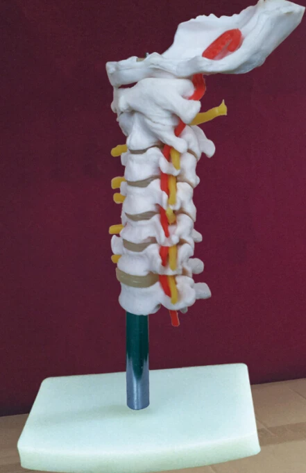 cervical vertebra human cervical spine with neck artery occipital ...