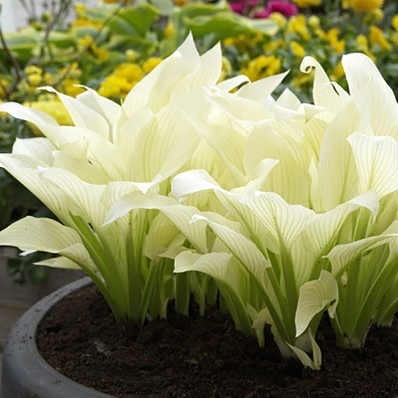 20pcs Hosta Plantaginea Fragrant Plantain Flower Fire And Ice Shade White Lace Bonsai Home