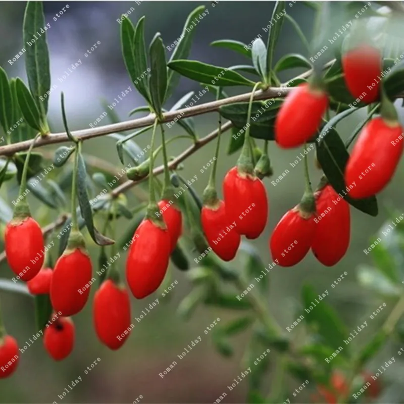 10 Pcs Seeds Rare Red Goji Berries Lycium Barbarum Ningxia Wolfberry ...