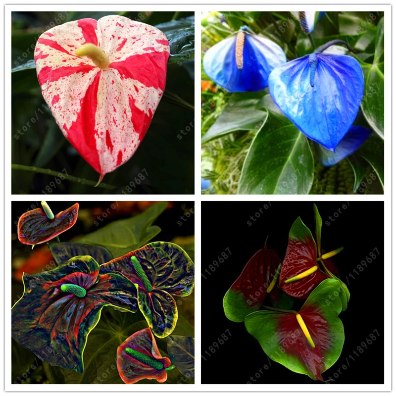 100pcs/bag anthurium seed bonsai flower seeds purple anthurium plant ...