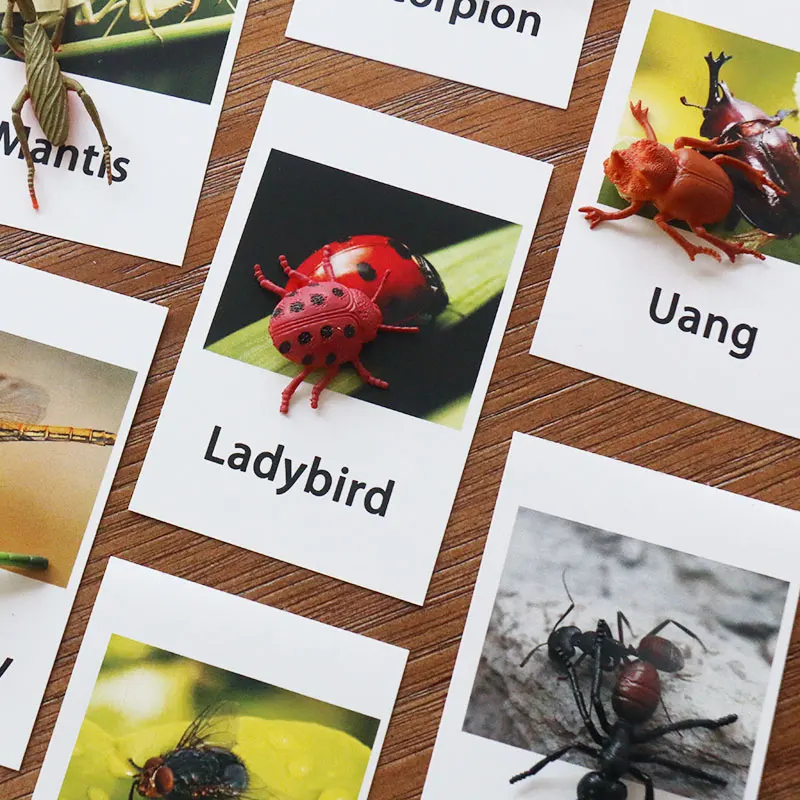 Buying Guide Montessori Educational Cards Montessori Insect Words ...