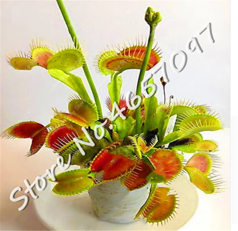 New! 100 pcs Potted Insectivorous Plant bonsai Dionaea Muscipula Giant ...