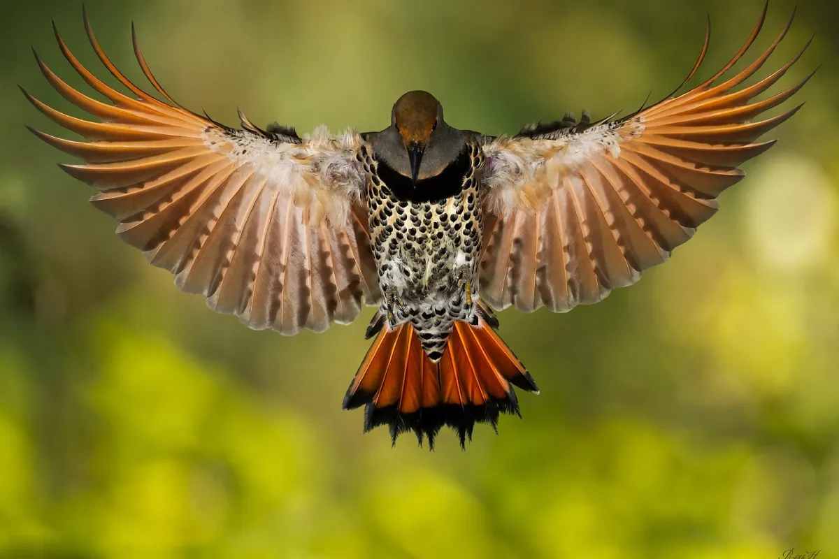 Custom Canvas Fabric Poster Bird Opening Golden Beautiful Wings Pdw317 ...