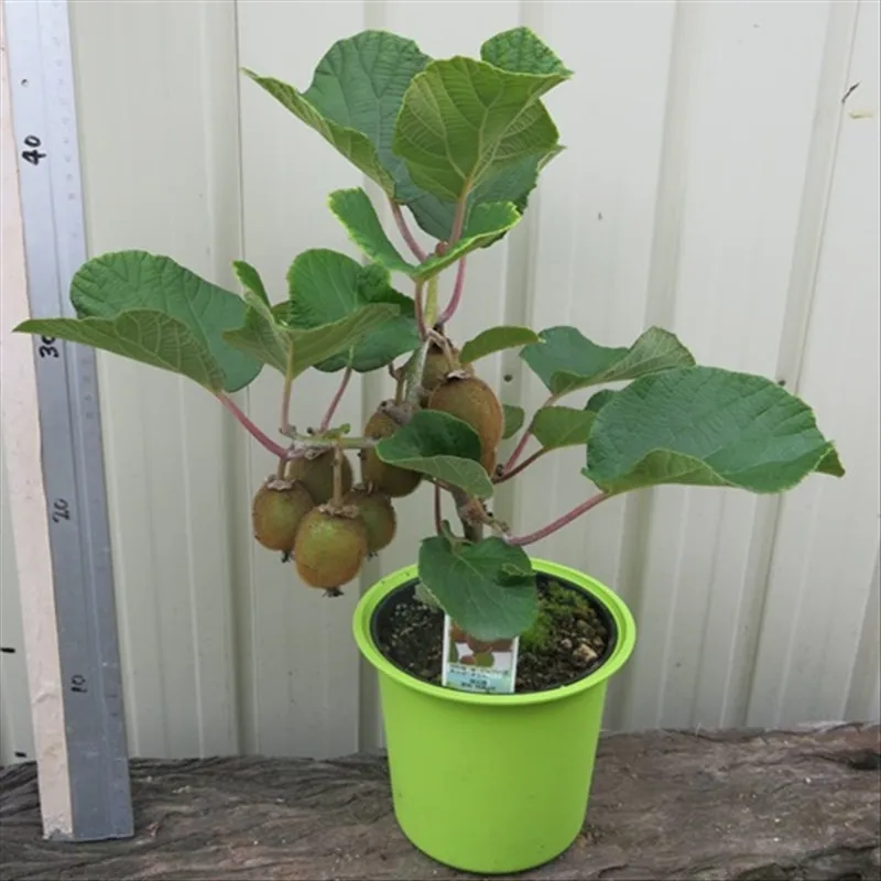 Online Get Cheap Kiwi Plant -Aliexpress.com | Alibaba Group
