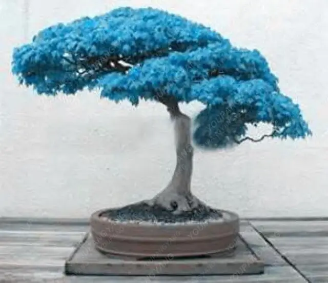 20 bonsai/Pack 100% Real Japanese Ghost Blue Maple Tree Bonsai bonsai ...