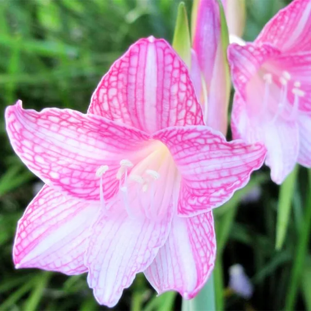 1 Pcs/ Bag True Pink Hippeastrum Rutilum Bulbs – GreenSeedGarden