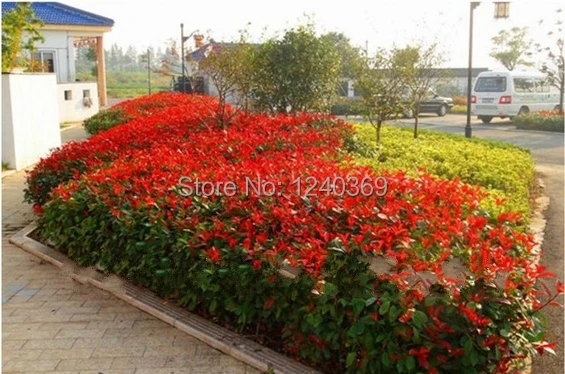 Preferred landscaping plants, red lip tree seeds, photinia frasery ...