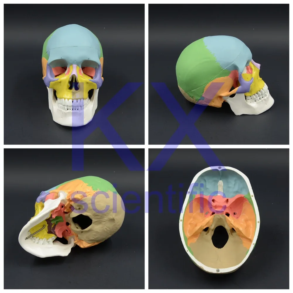 Dentist lab Dental dentista Life Size Human Skull Anatomical Anatomy ...