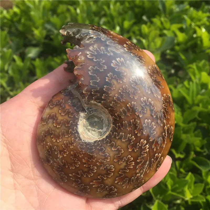 Natural Ammonite Fossil Specimen Ammolite Ocean Animal Snail Conch ...