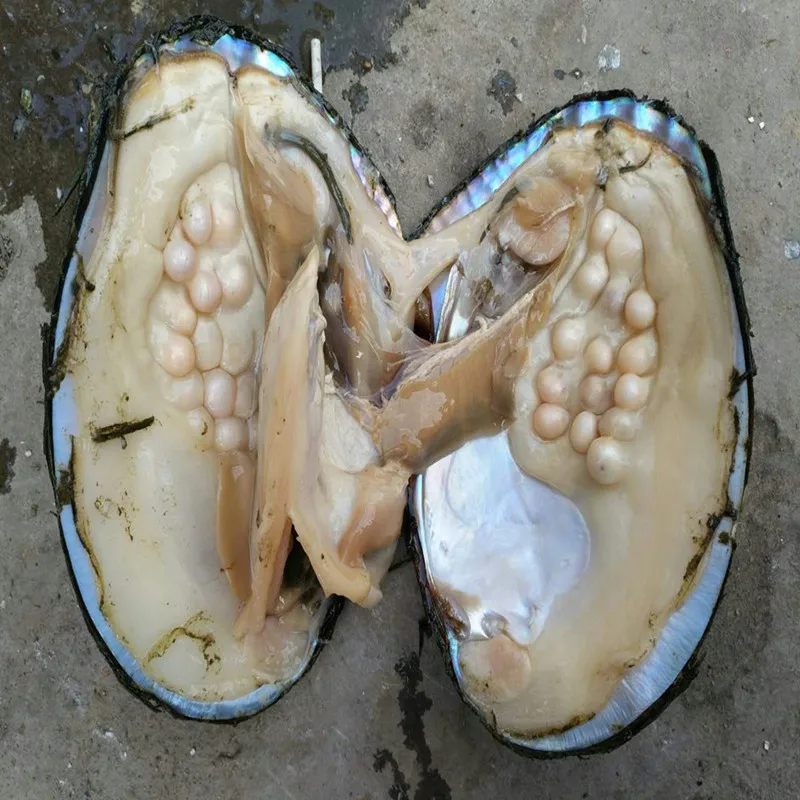 Pearl Oyster Amazing Natural Multi Color Freshwater Pearl Oyster In