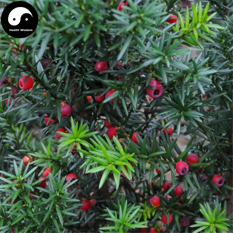 Buy Taxus Chinensis Tree Semente 60pcs Plant Chinese Yew Tree Hong Dou ...