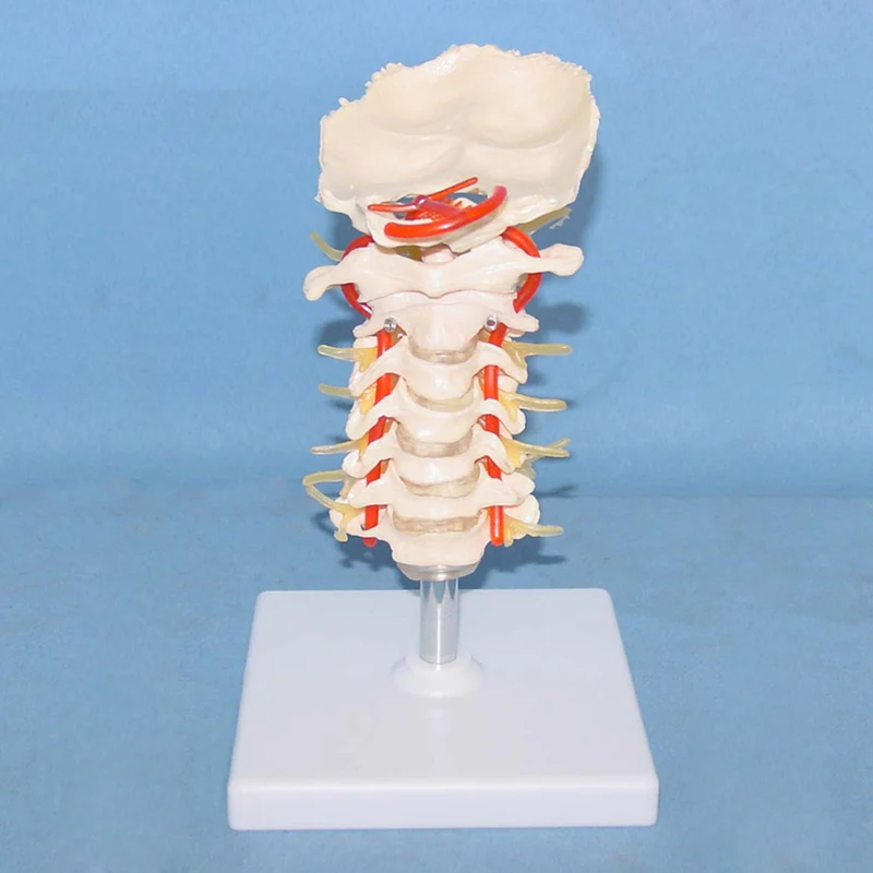Modelo de vértebra Cervical, con esqueleto humano, modelo anatómico ...