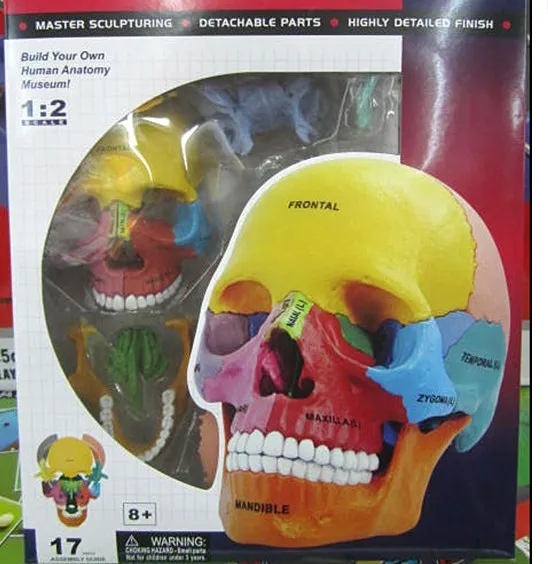 Human Body Assembly Skull Model Model Head Skeleton Assembly Mold Skull ...