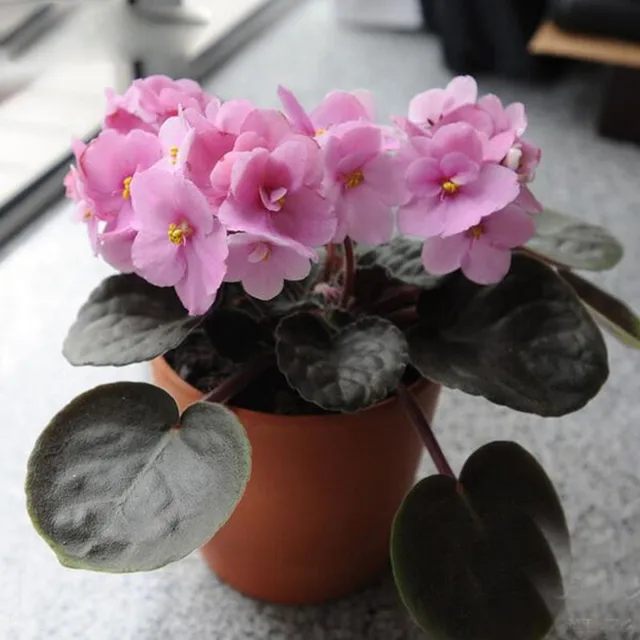 Rare Colours Violet Saintpaulia Seeds, 50pcs/pack – GreenSeedGarden