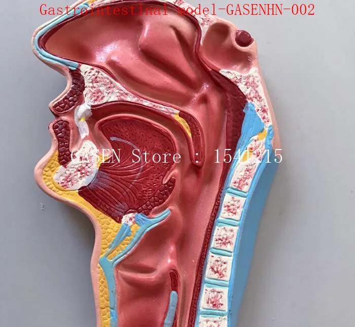 Human digestive system model structure esophagus Gastrointestinal Road ...