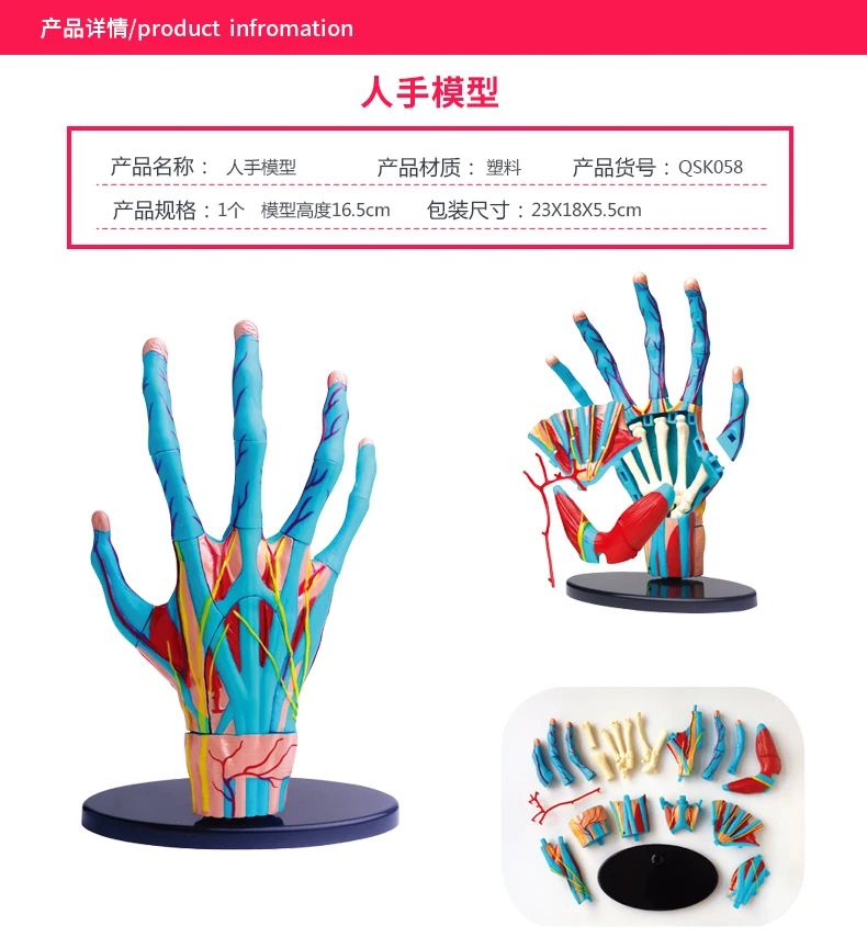 The Human Hand Model The Palm Of The Hand Constructs The Muscle Model ...