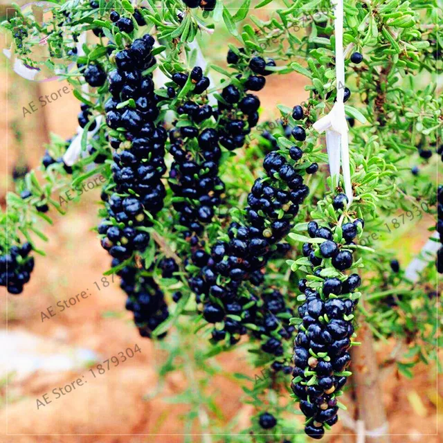 100pcs/pack Black Goji Berry Wolfberry Fruit bonsai for Home Garden ...