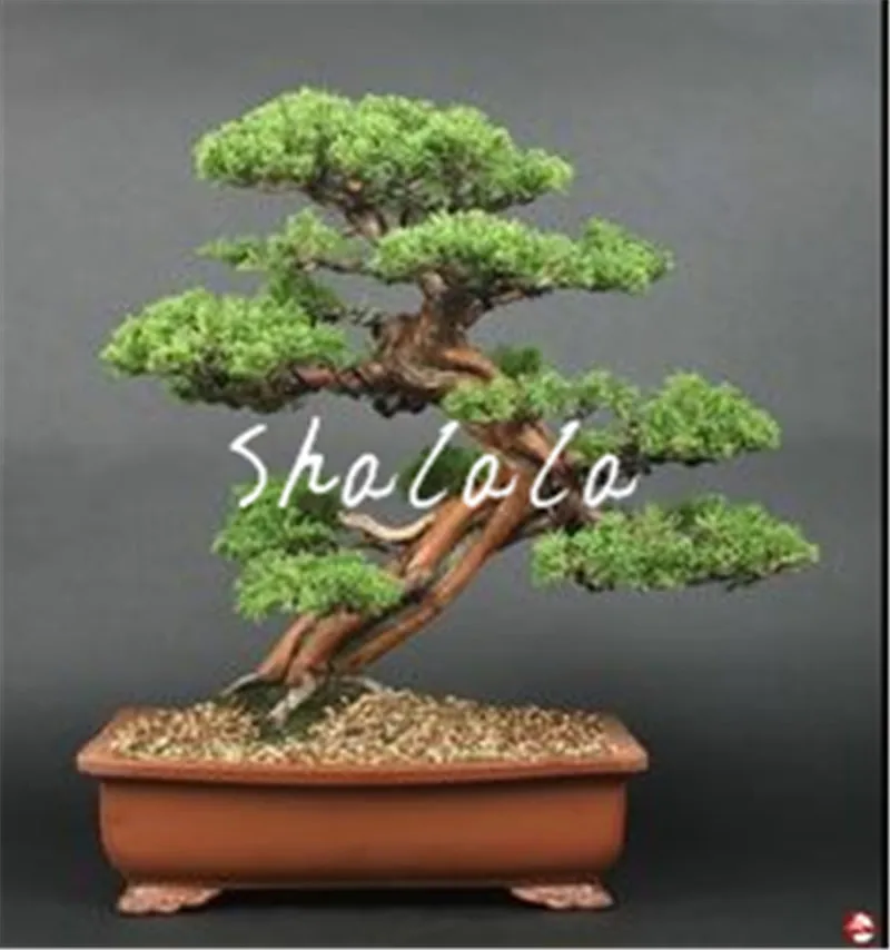 50 Pcs Japanese White Pine Pinus Parviflora Tree Bonsai Evergreen DIY ...