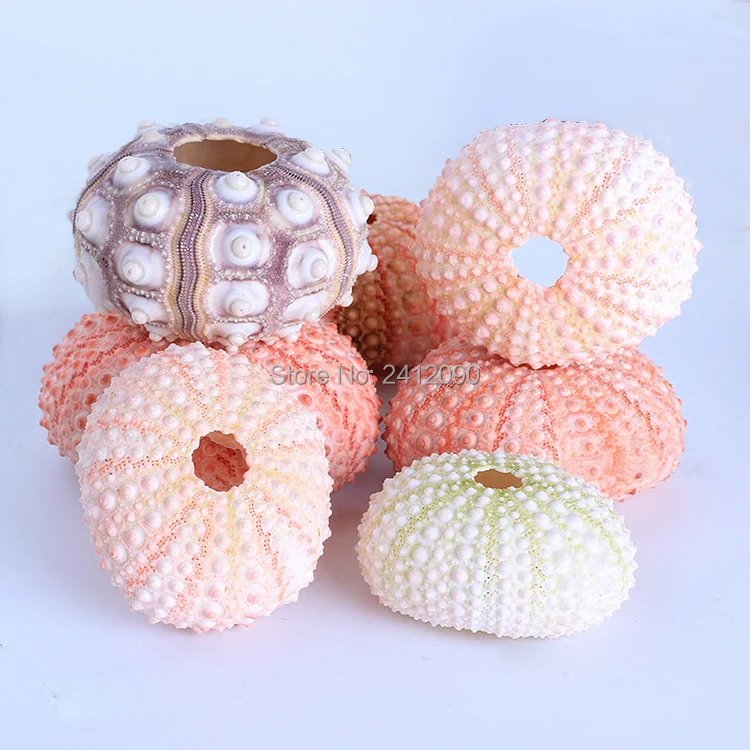 5 uds. Naturales de conchas erizo de mar, conchas verdes y rosadas para ...