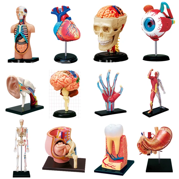 4D Science Assemble Blocks Human Body Zombie Skeleton Anatomy Skull ...