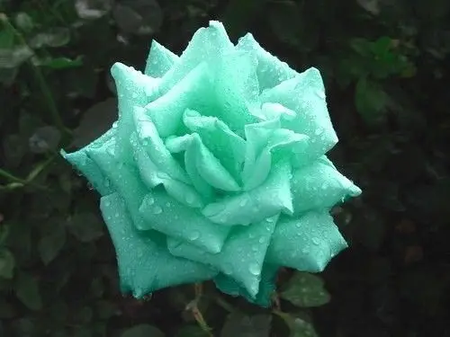 2015 New Wholesale Mint Green Rose Rare Rose 100 Seeds AL 1985 SC Bush ...