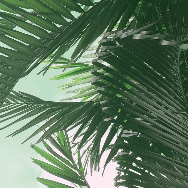 Palm Tree Leaf Print