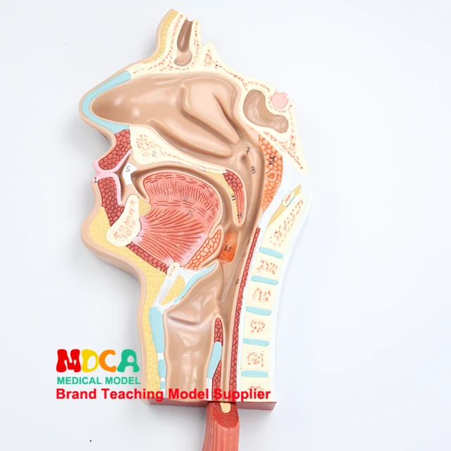 Esophagus Model Labeled