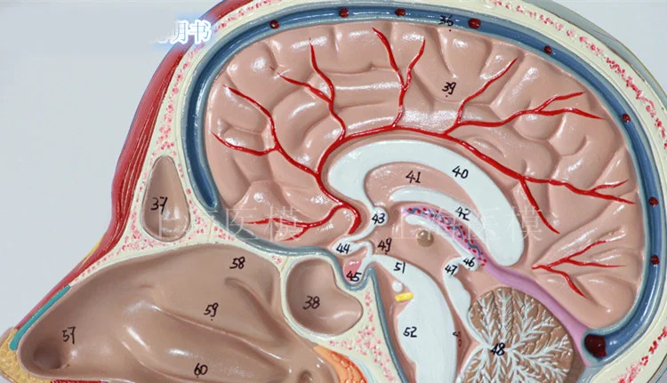 Sagittal Brain Model