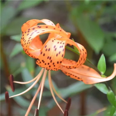 Rare Multi-Color Lily Flower Seeds 100pcs/pack – GreenSeedGarden