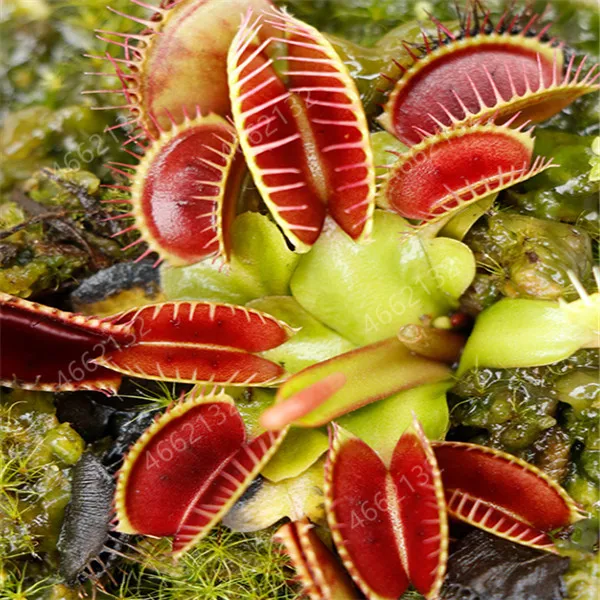 100Pcs Potted Insectivorous Plant Dionaea Muscipula Giant Clip Venus ...