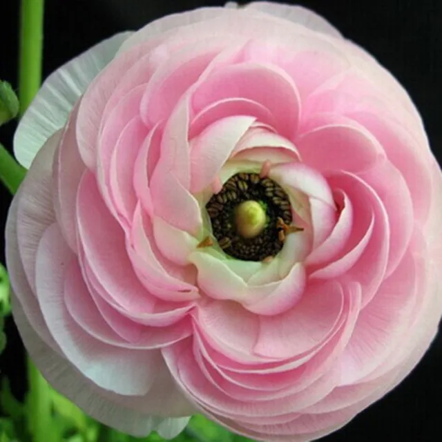 Multi-Color Ranunculus Asiaticus Flower Seeds, 100pcs/pack ...