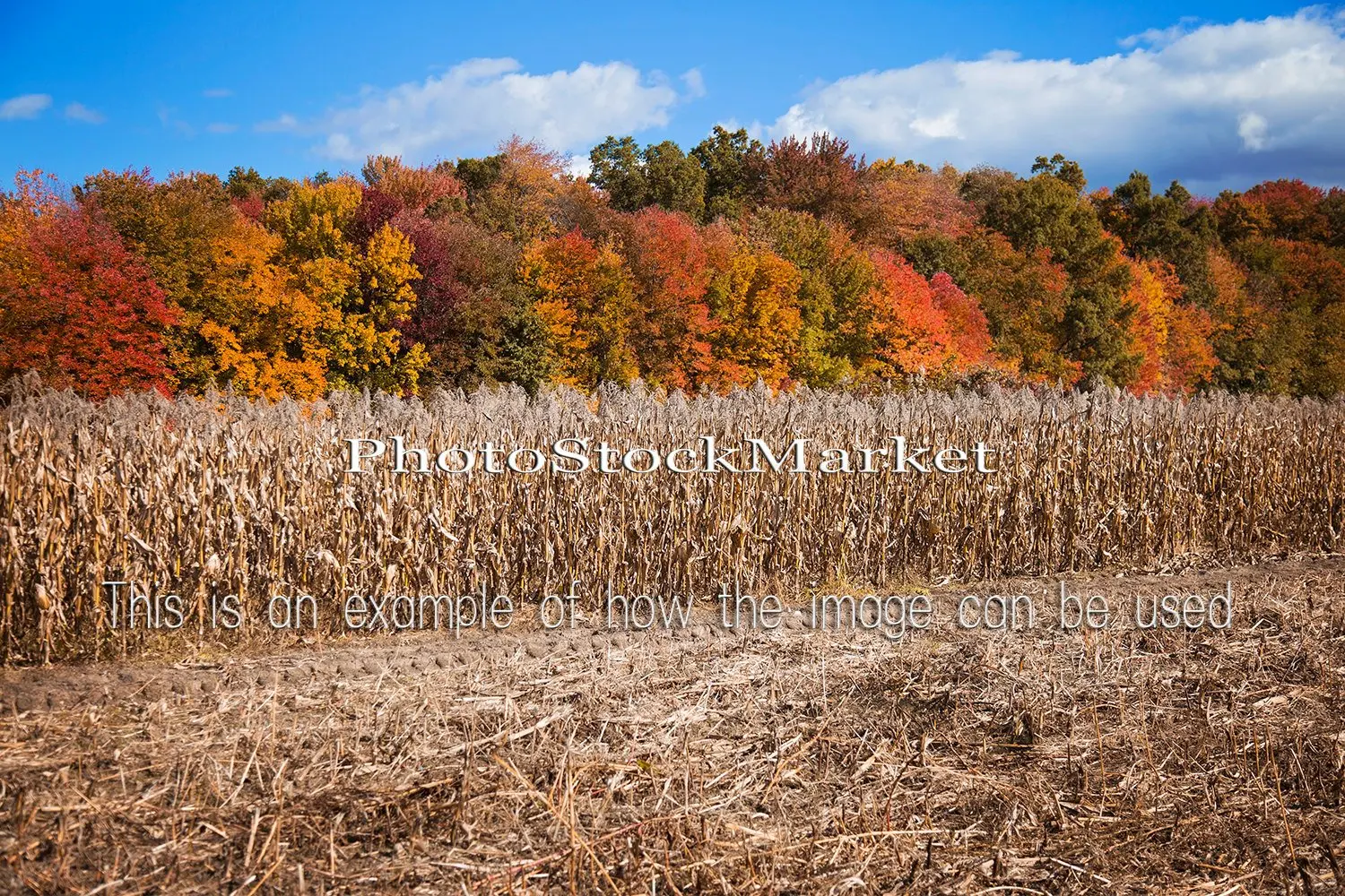 Fall Corn Field Background