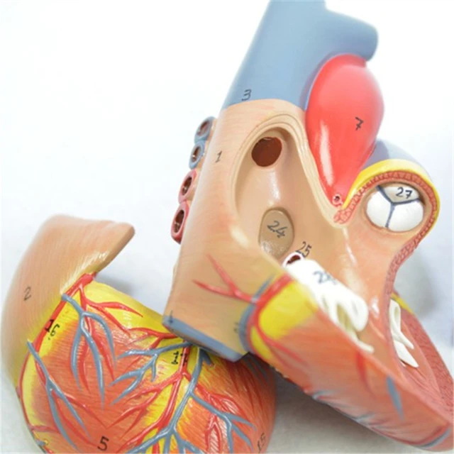 Plastic Heart Model Labeled