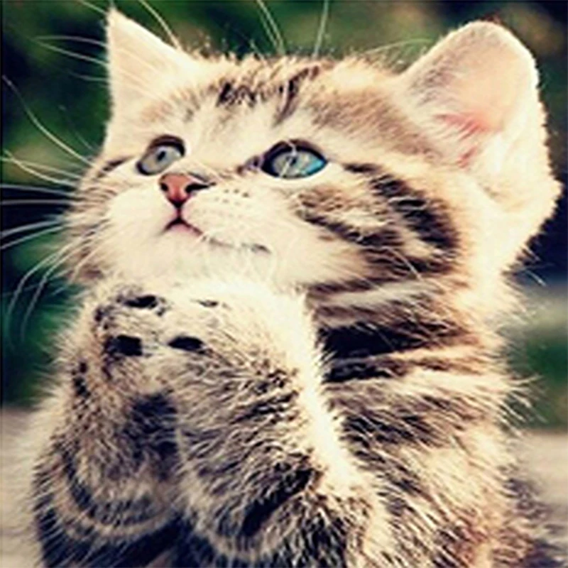 Image of animal praying cat wall decor 5D diamond embroidery FULL ...