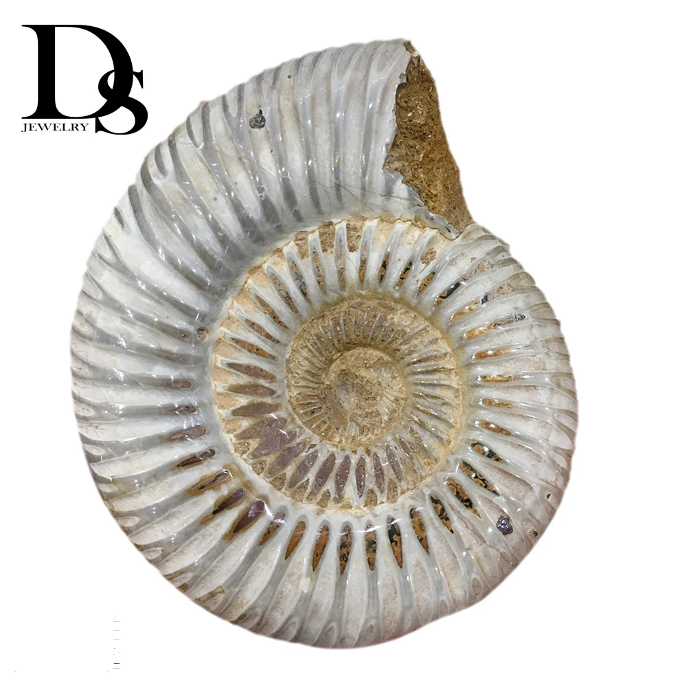 White Ammonite Fossil Ocean Shell Fossils Snail Conch Madagascar ...