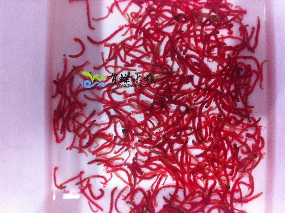 Bloodworms Profile: Life Cycle And Culture Guide Shrimp And, 54% OFF