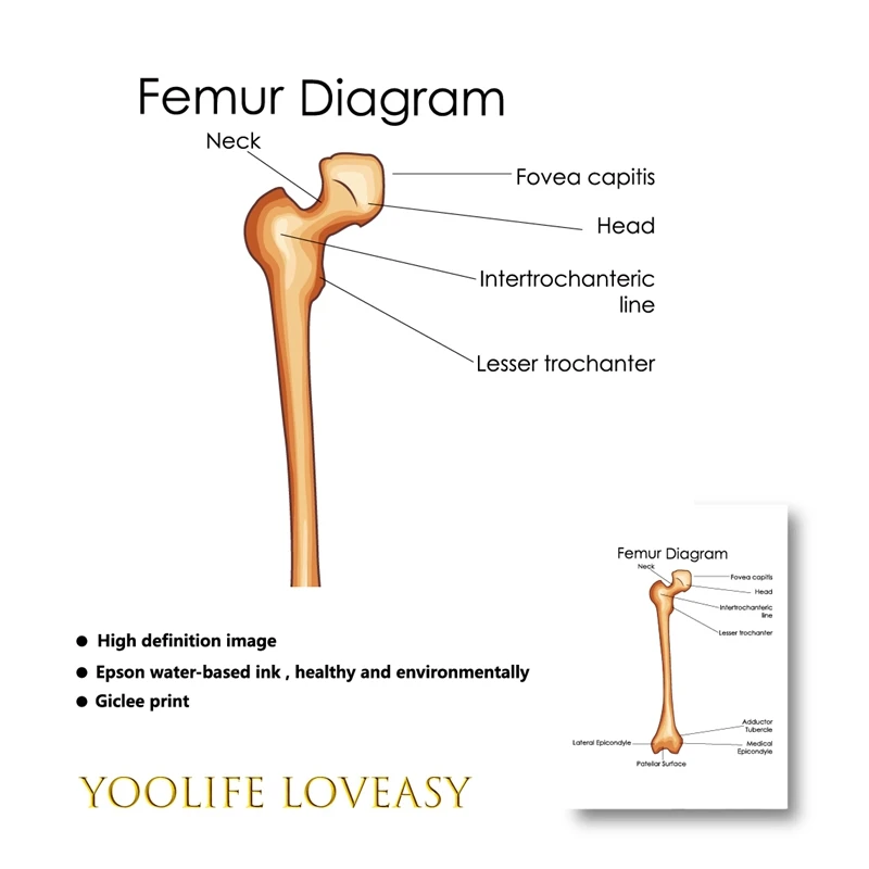 Femur Bone Diagram