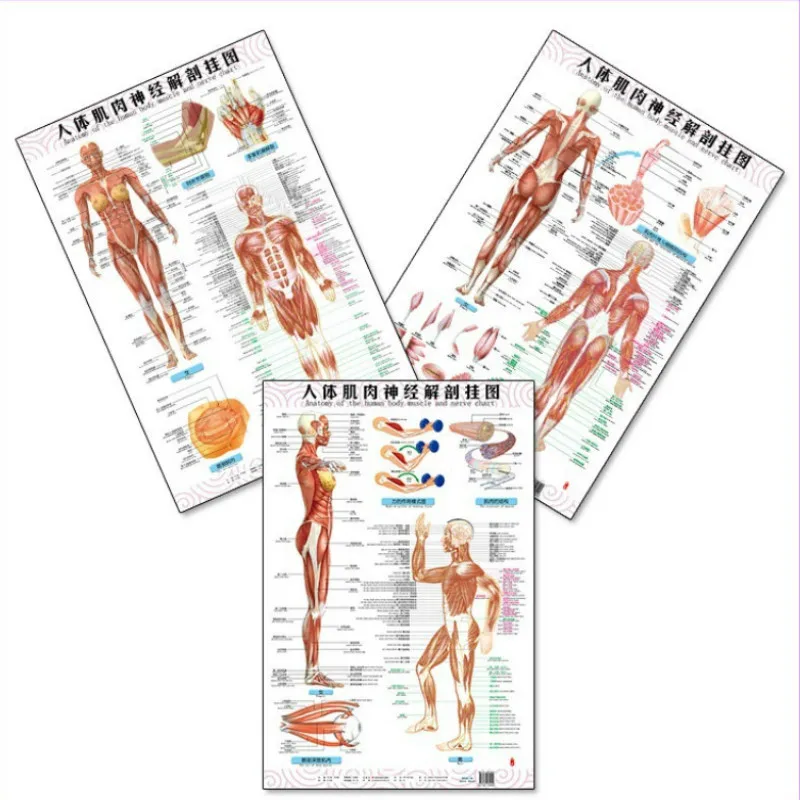 Anatomy of The Human Body Muscle and Nerve Charts 3Pcs (Front Side Back ...