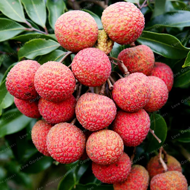10 Pcs Lychee Bonsai Outdoor Fruit Tree Bonsai For Home Garden Planting ...