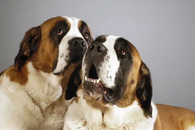 St Bernard Dogs Mountain Dogs Couple Teeth Ears Tawny Hair Brown Eyes ...
