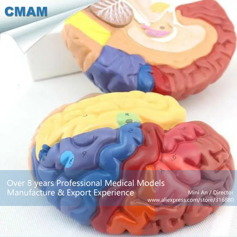 Operacao Real Do Cerebro Humano