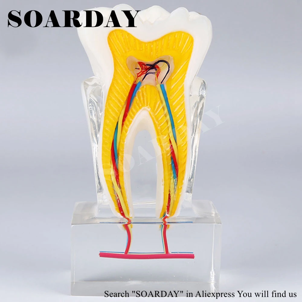 Aliexpress.com : Buy SOARDAY Six times the tooth nerve anatomy teaching ...
