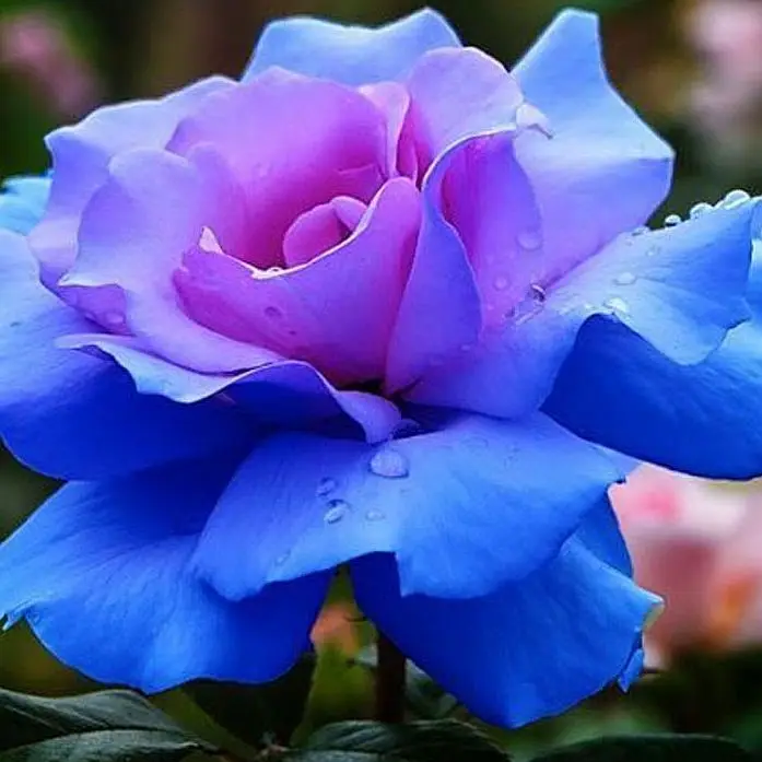 garden decoration bonsai 20 blue pink rose flower seeds rare color rich ...