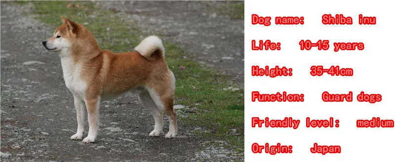 Shiba Inu Female Names