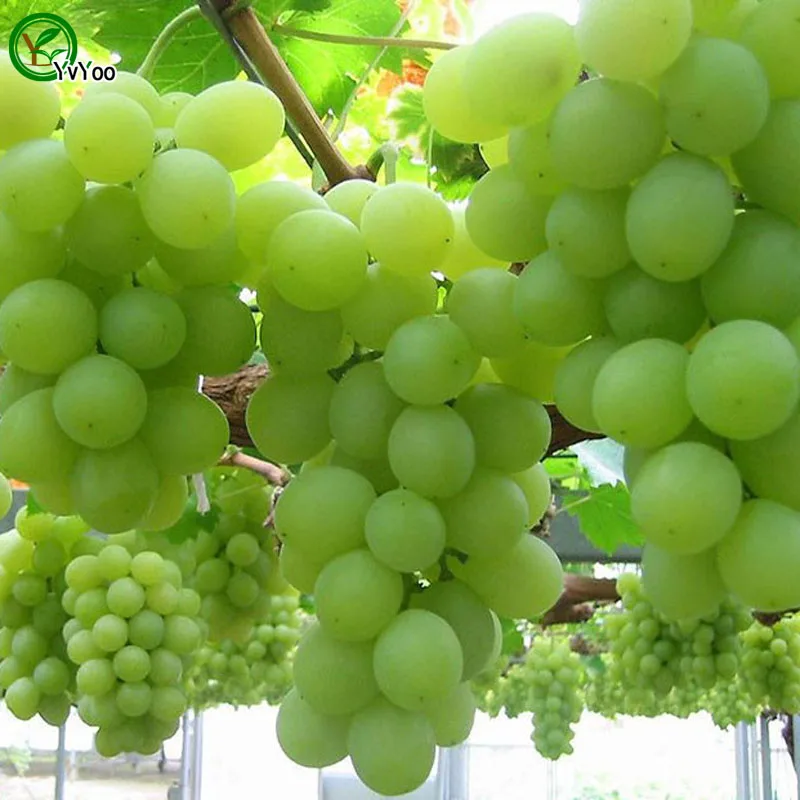 Online Buy Wholesale green grape from China green grape Wholesalers ...