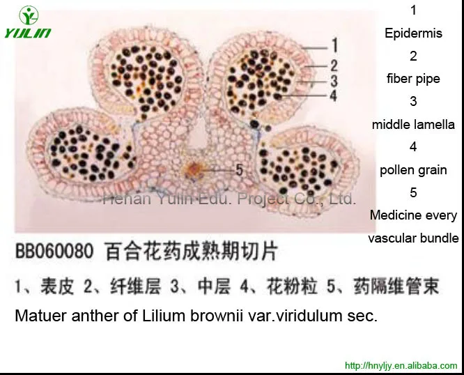 botany microscope prepared slides Matuer anther of Lilium brownii var ...