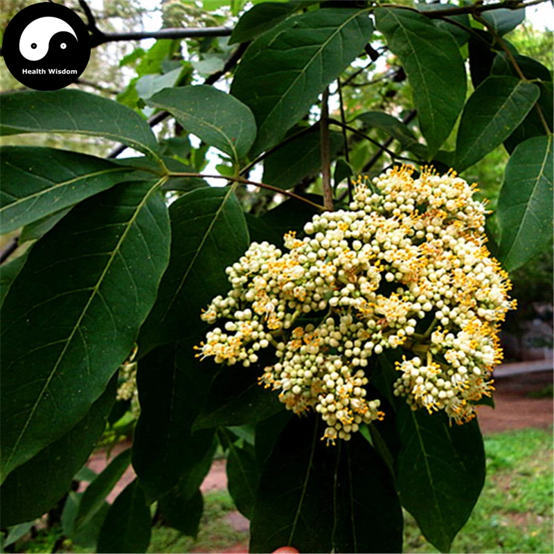 Купить Evodia Tree Semente 400 шт растение Evodia danellii Tree Chou ...